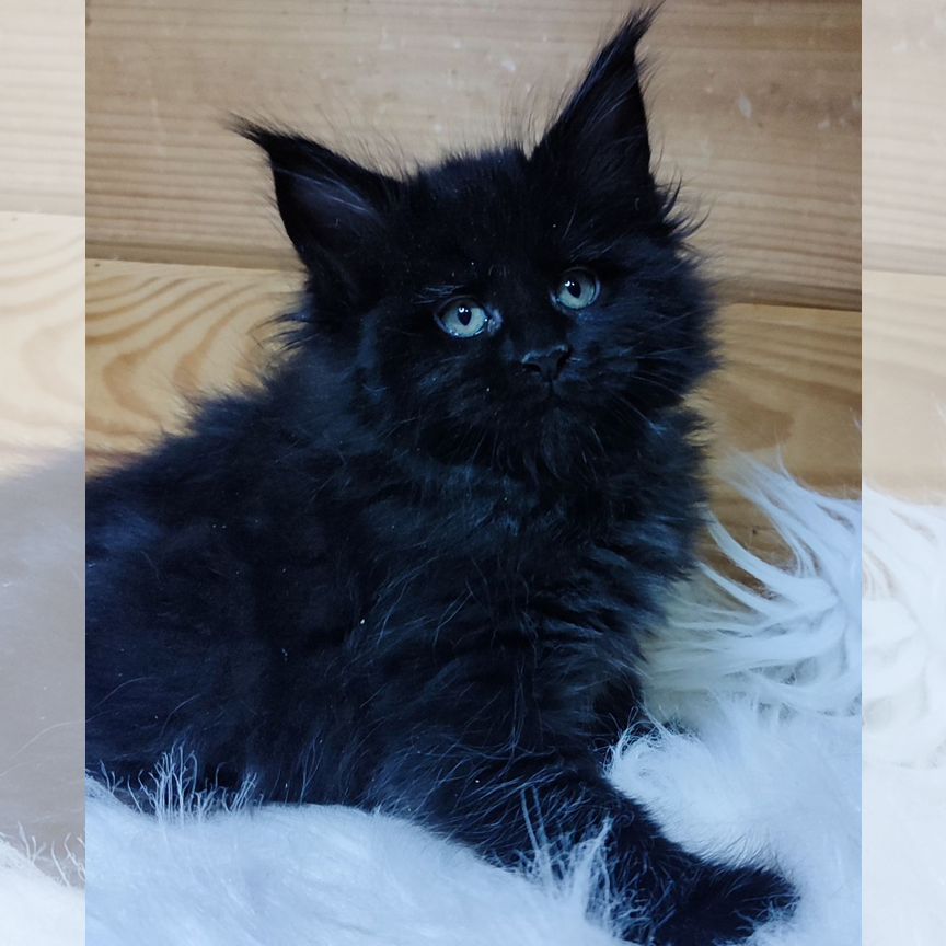 Мейн-кун котёнок