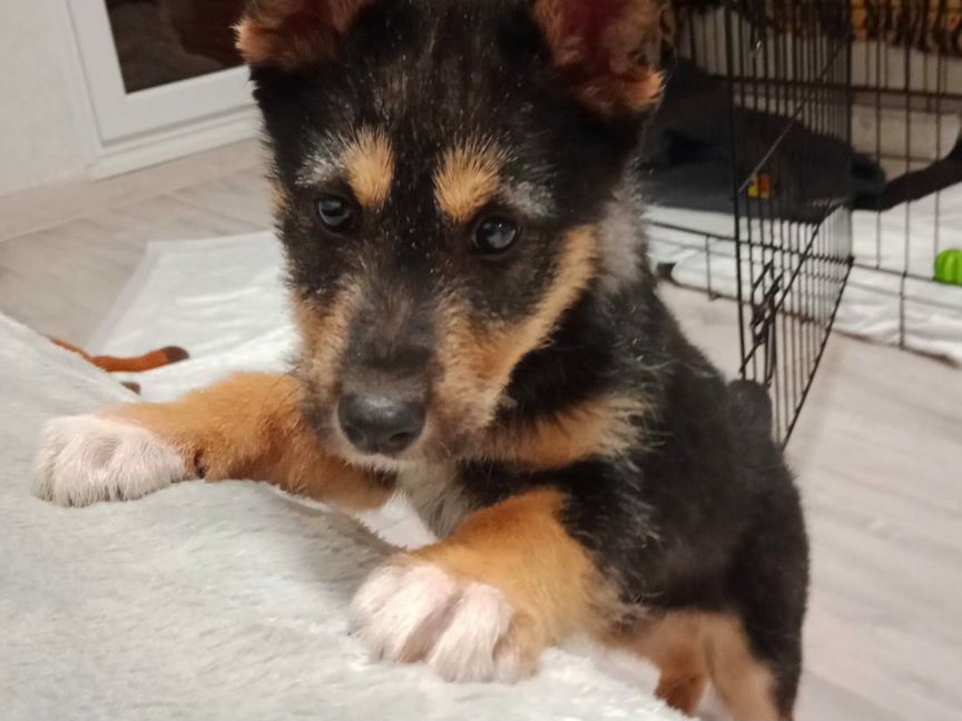 Щенок в добрые руки