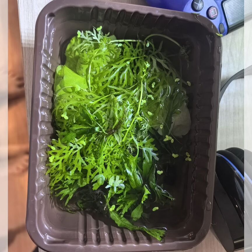 Прополка. Аквариумные растения