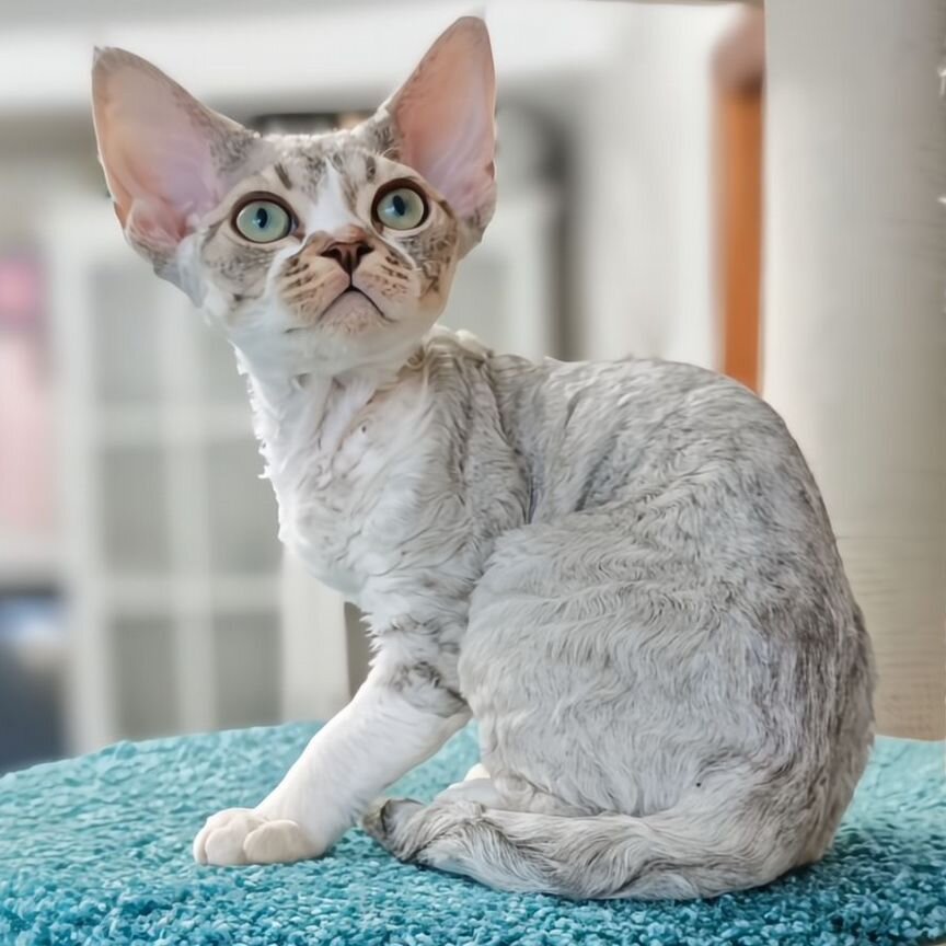 Девон-рекс котёнок