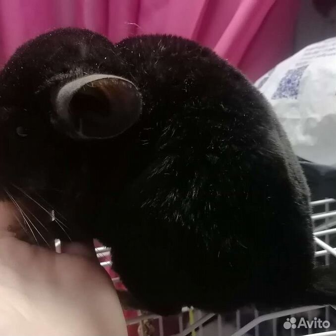 Шиншилла черный бархат