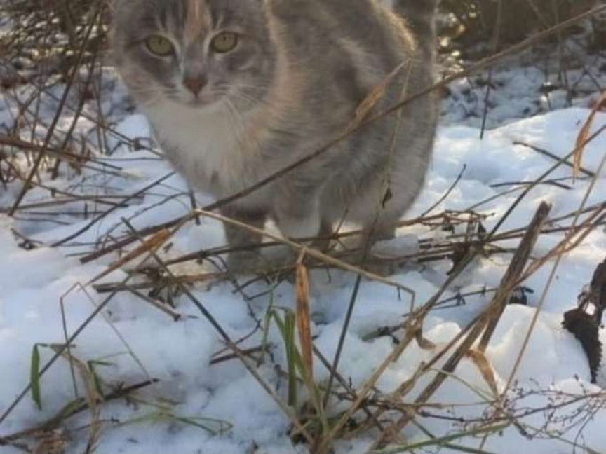 Кошки и котята в саду