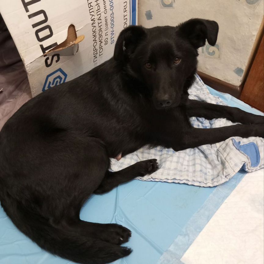 Отдам в добрые руки лабрадора