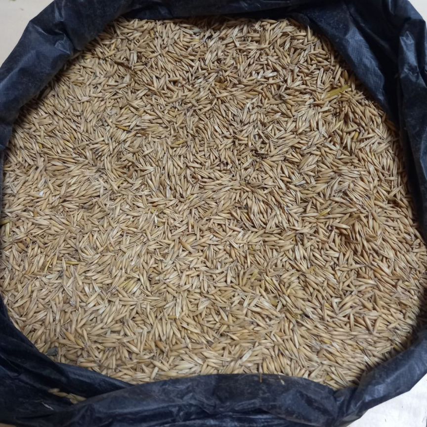 Овес кормовой