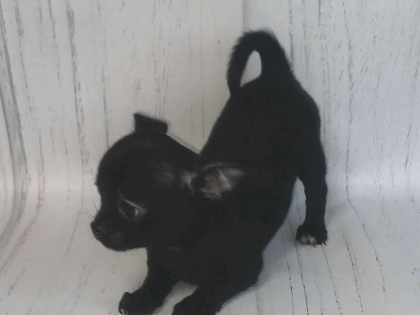 Щенки чихуахуа