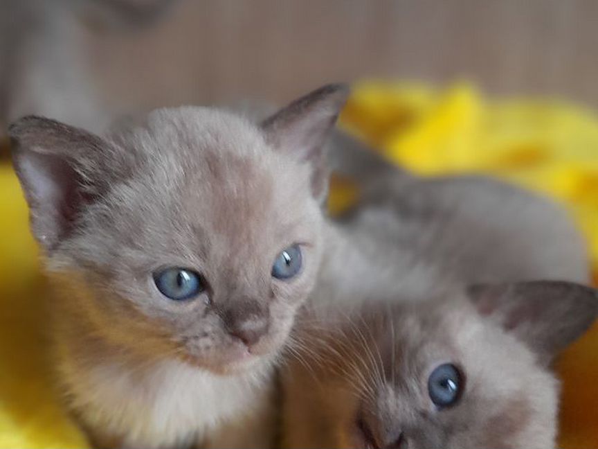 Бурманские чудо котята с документами