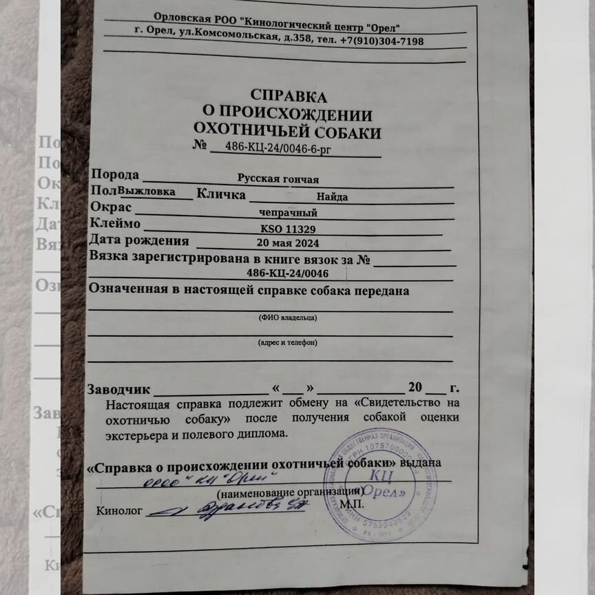 Русская гончая, взрослая собака