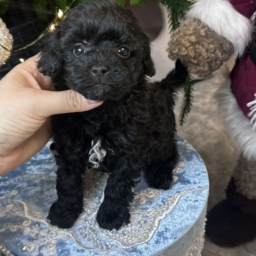 Черный мальчик мальтипу