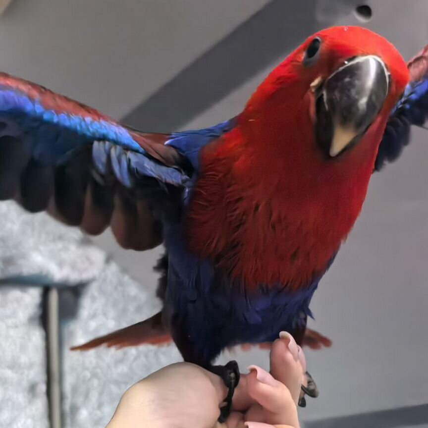 Попугай эклектус самочка выкормыш птенец