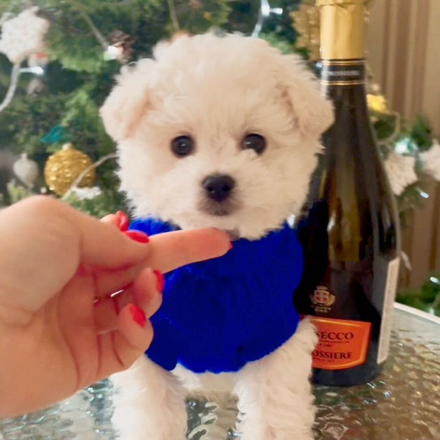 Пушон бишпу