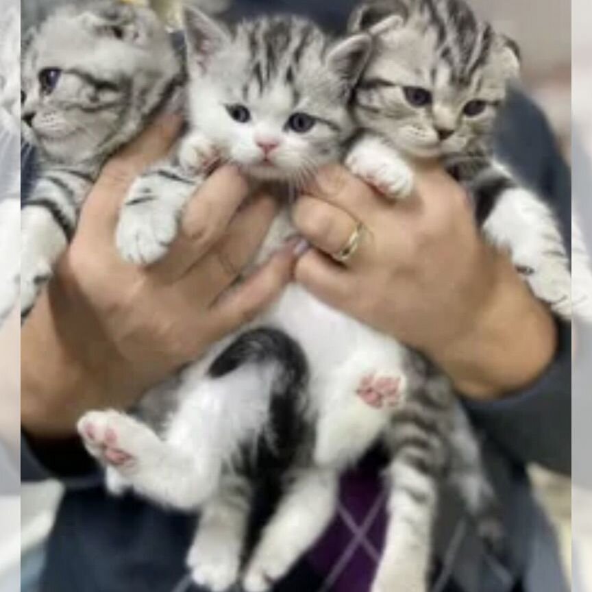 Шотландские скоттиш страйт серебро