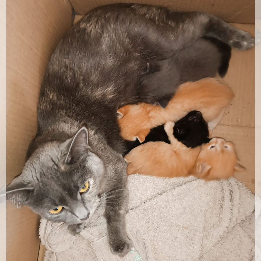 Котёнок в добрые руки