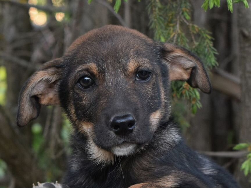 Отдадим бесплатно щенка