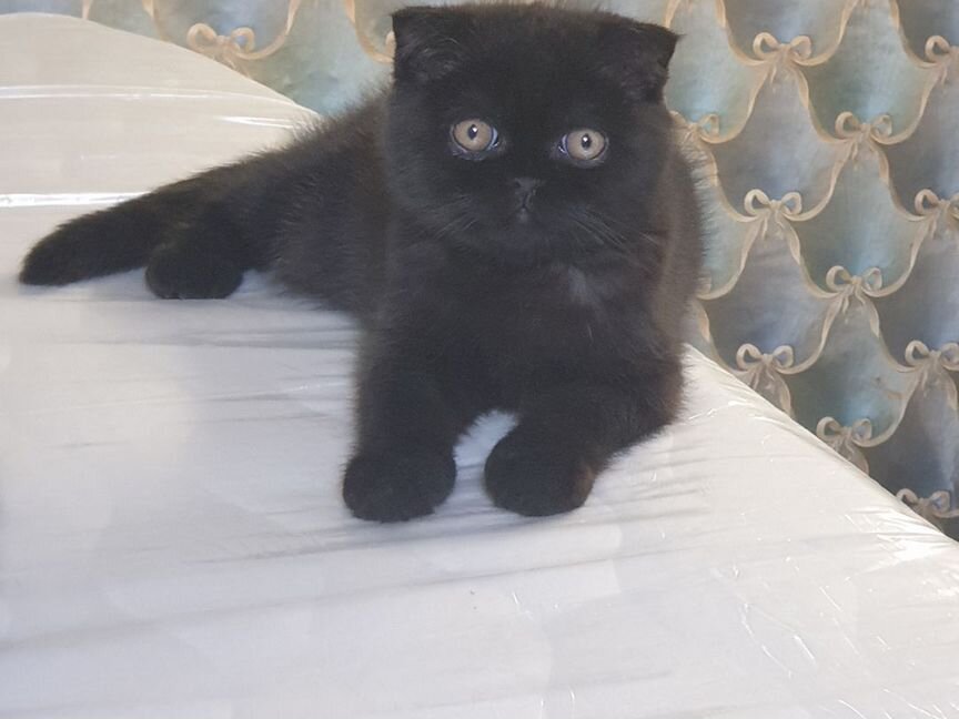 Котенок вислоухий шотландец 3 м, нестерилизованная