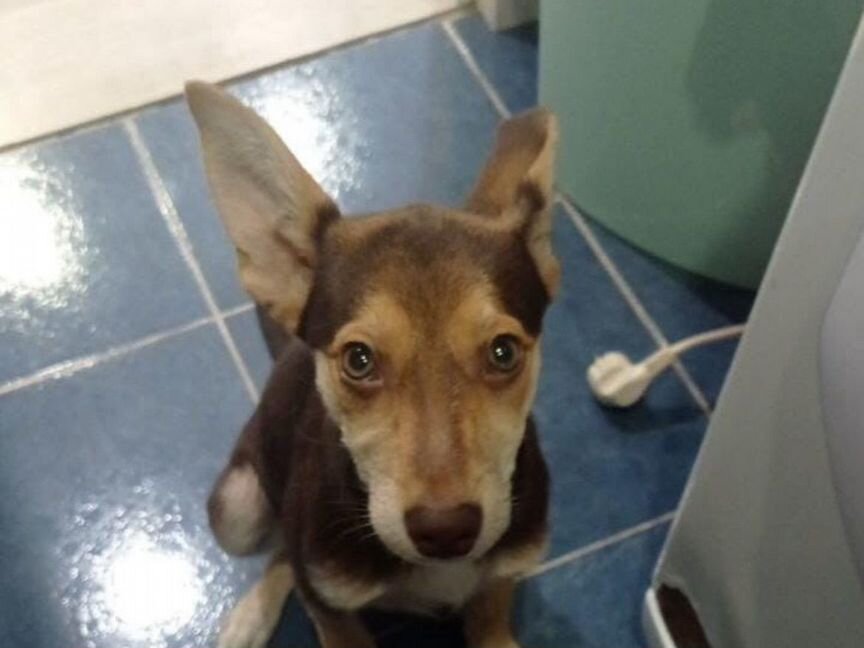 Щенок нашли