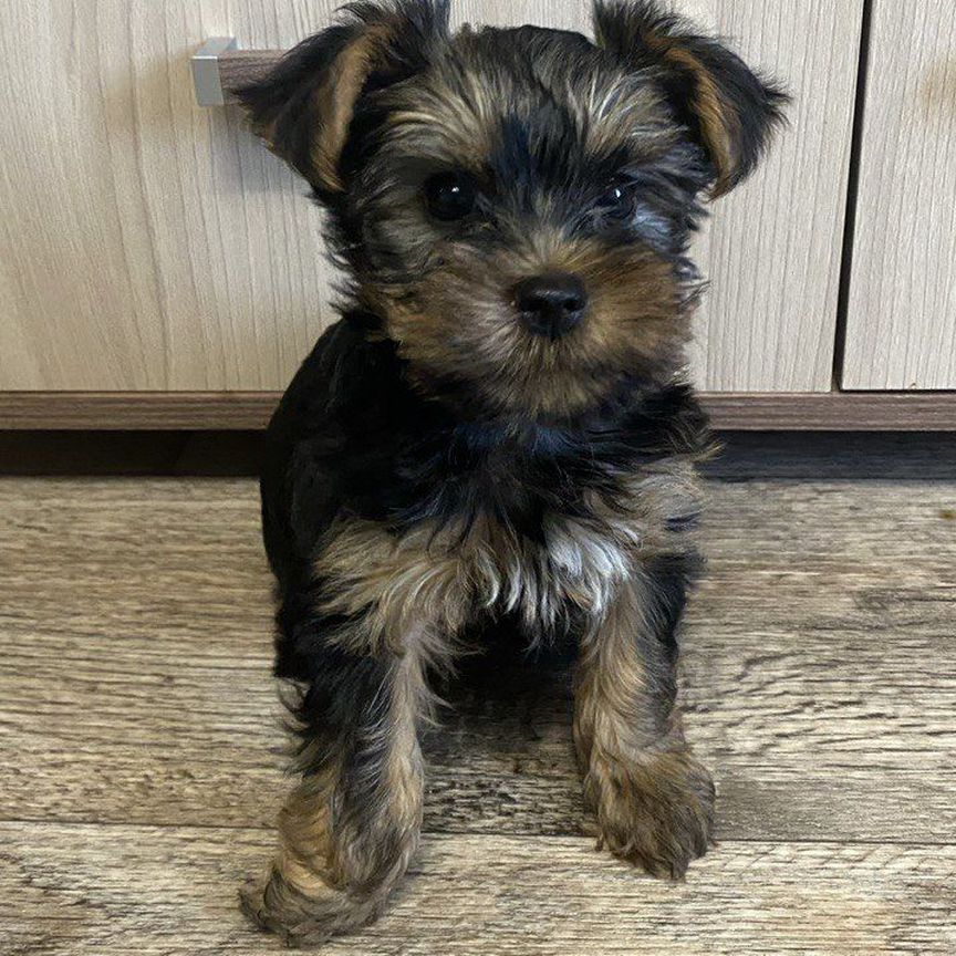 Йоркширский терьер, щенок