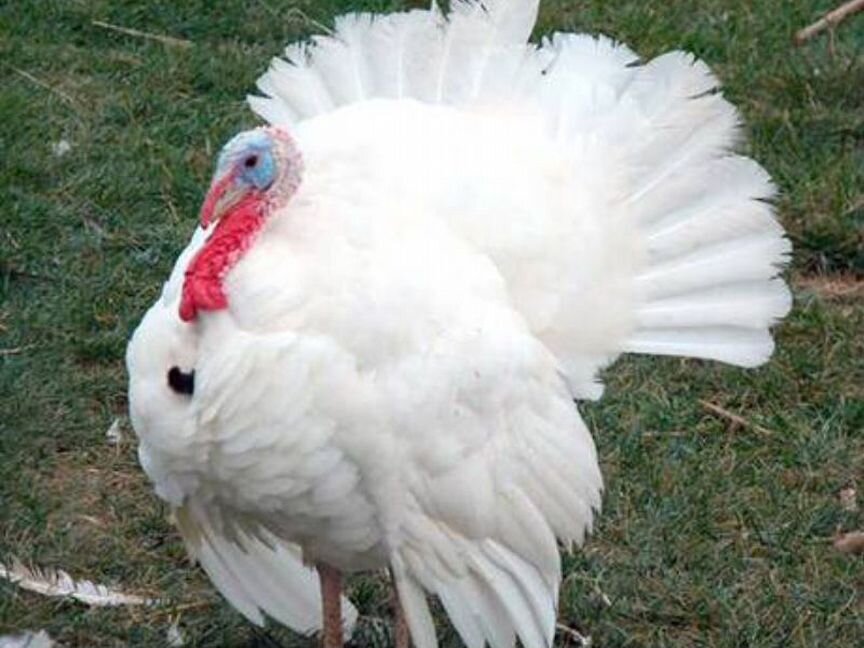 Индюки живым весом