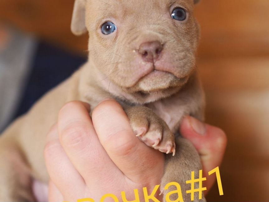 Американский булли