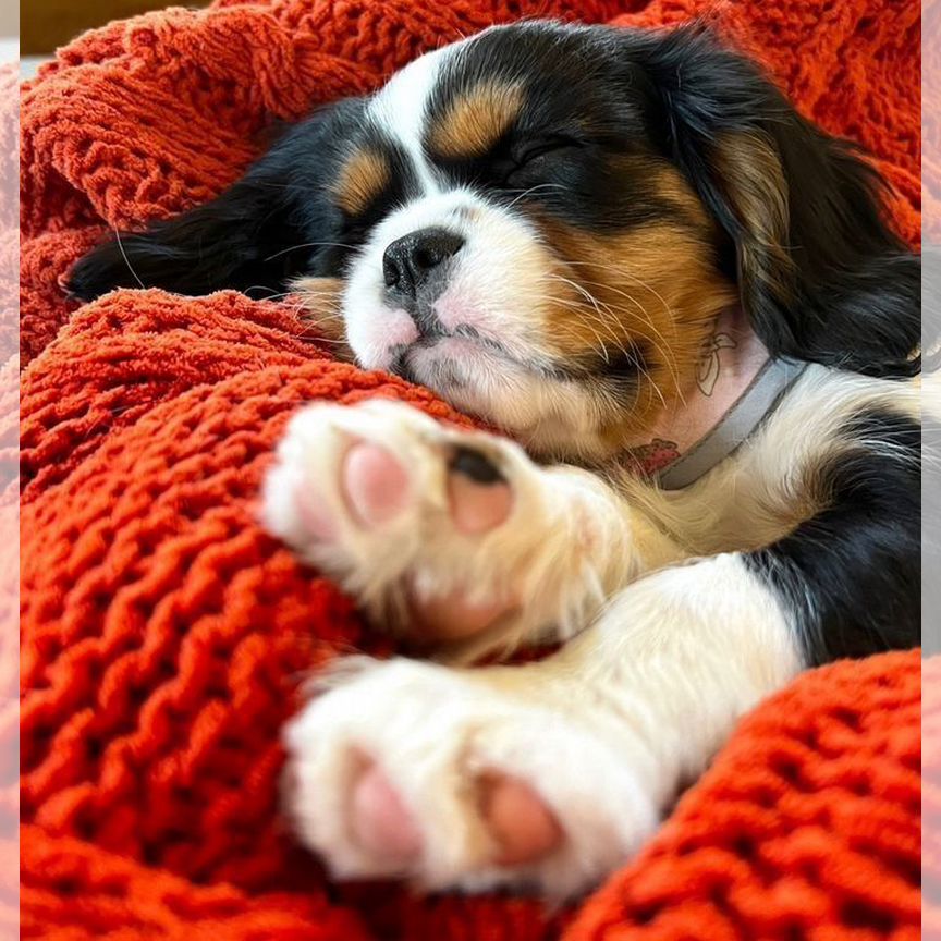 Кавалер кинг-чарльз-спаниель, щенок