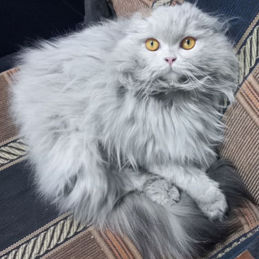 Британская длинношёрстная, взрослая кошка