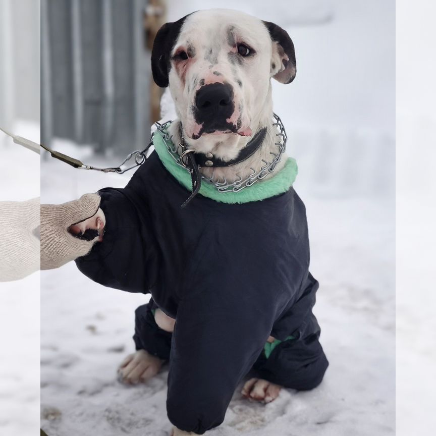 Аргентинский дог, взрослый пёс