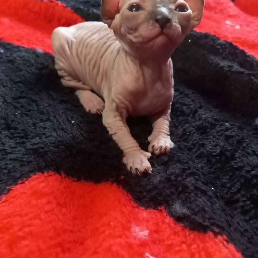 Канадский сфинкс