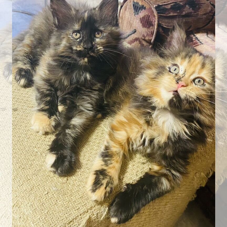 Мейн-кун котёнок