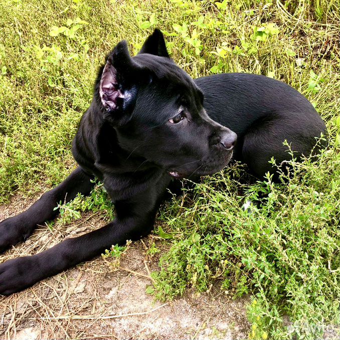 Отличные щенки кане корсо