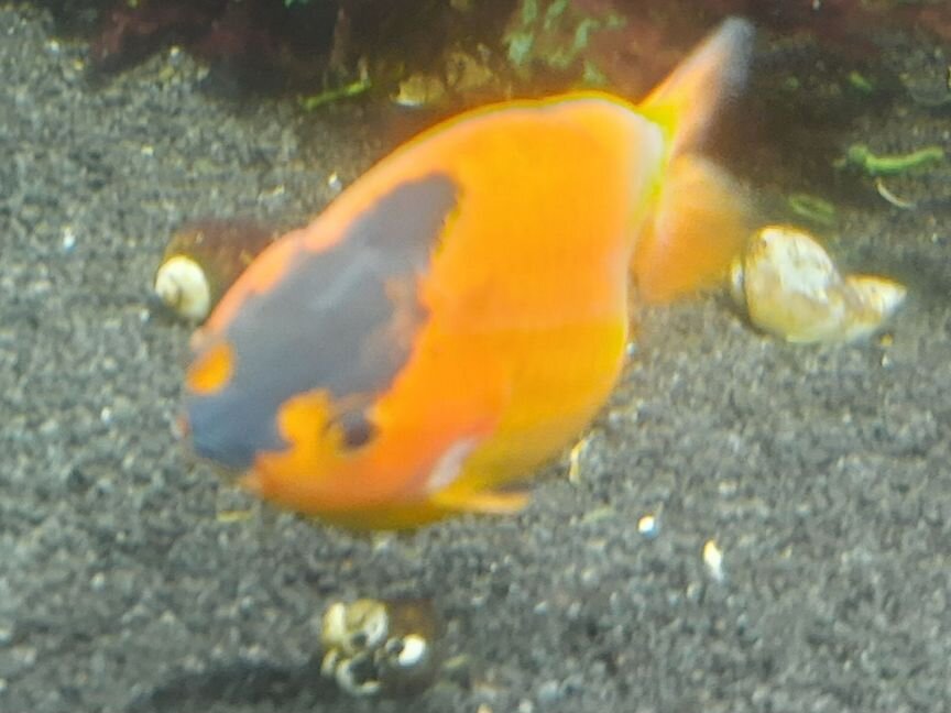 Золотая рыбка ранчу