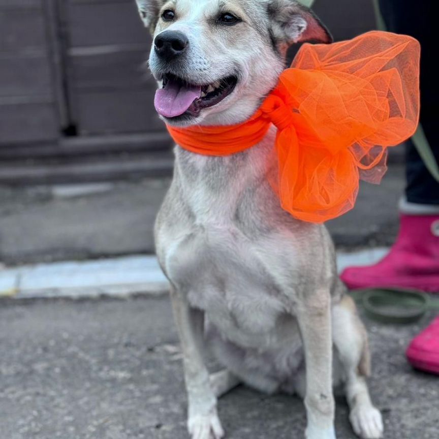 Отдам собаку в заботливые руки