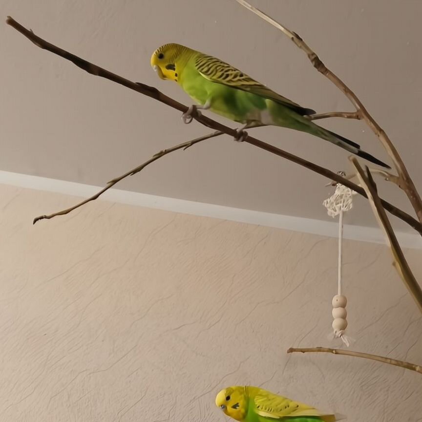 Волнистые попугаи