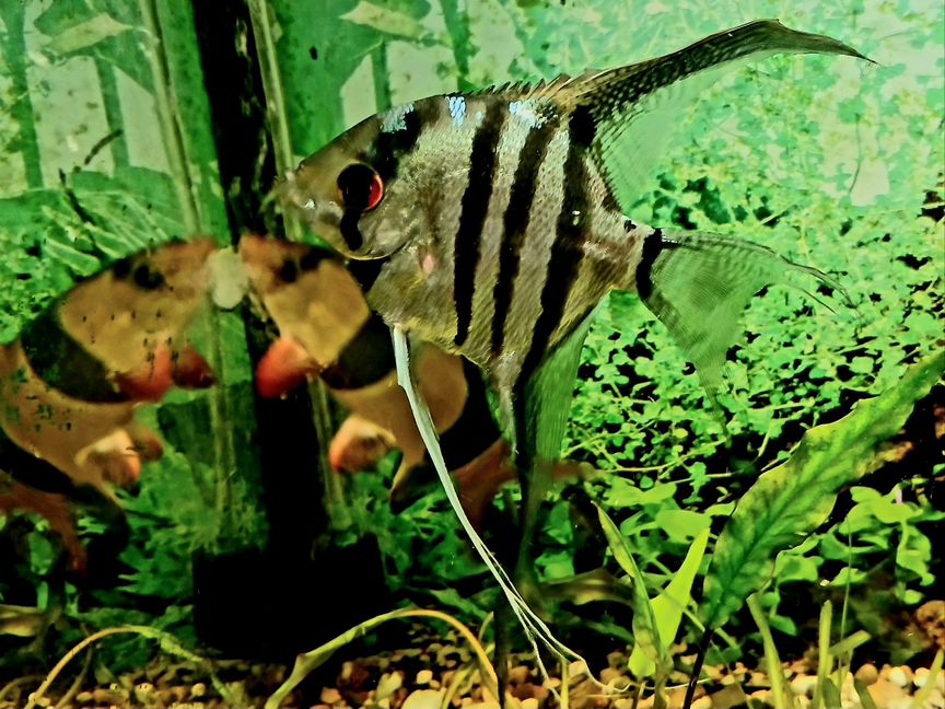 Скалярии вуалевая и боция клоун