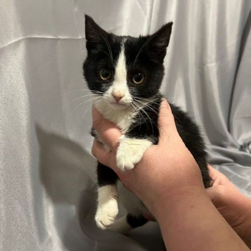 Девочка с треугольником (котенок)