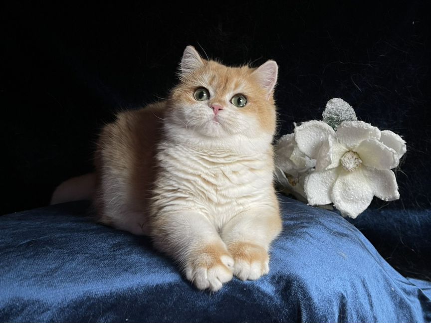 Кошечка золотая шиншилла