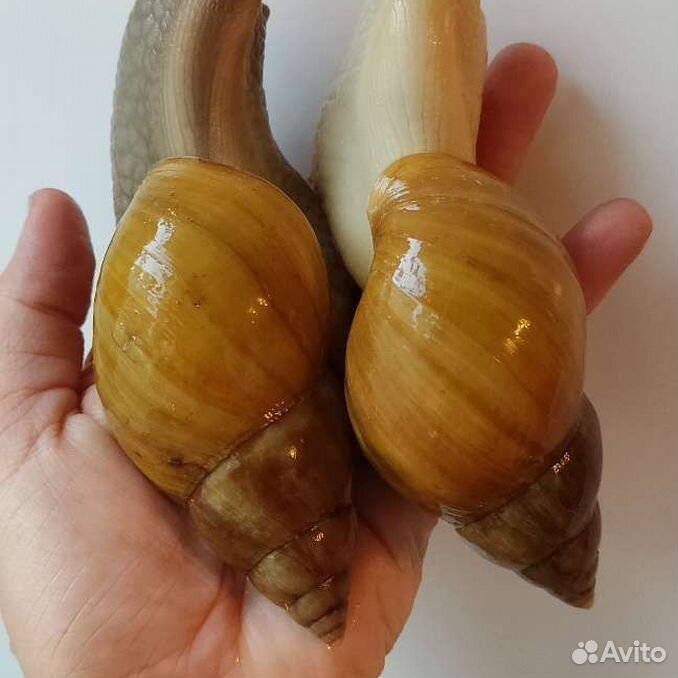 Улитки ахатины большие