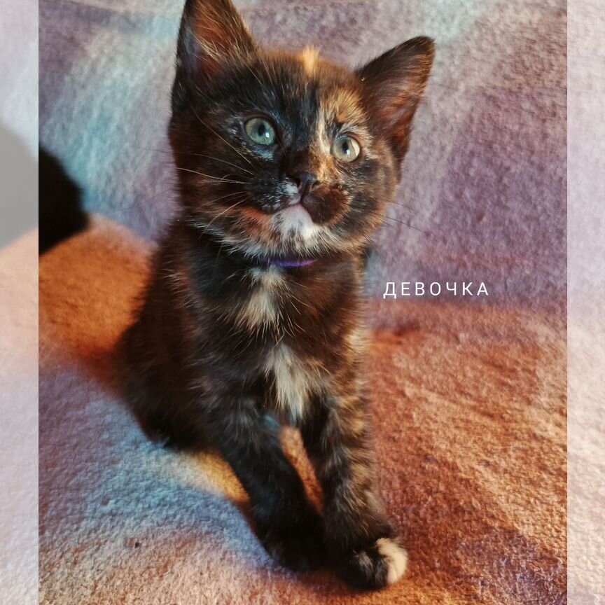 Мейн-кун котёнок