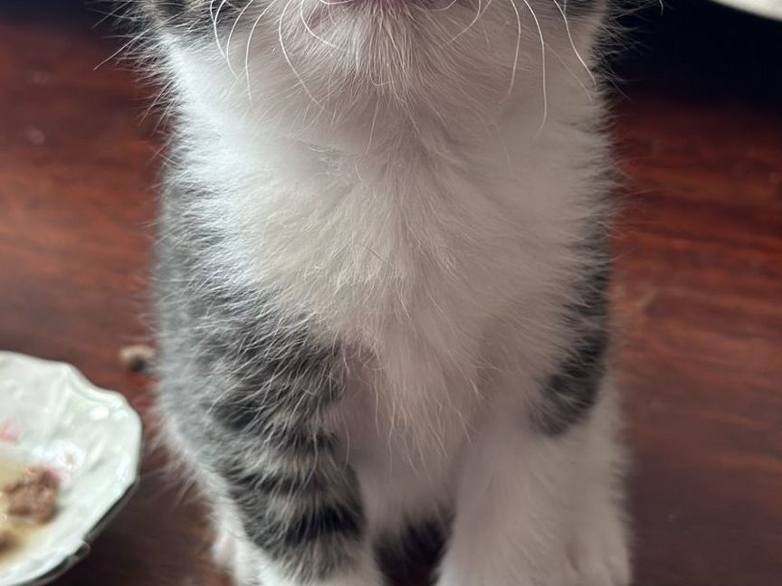 Атос, Портос, Арамис и Д’Артаньян