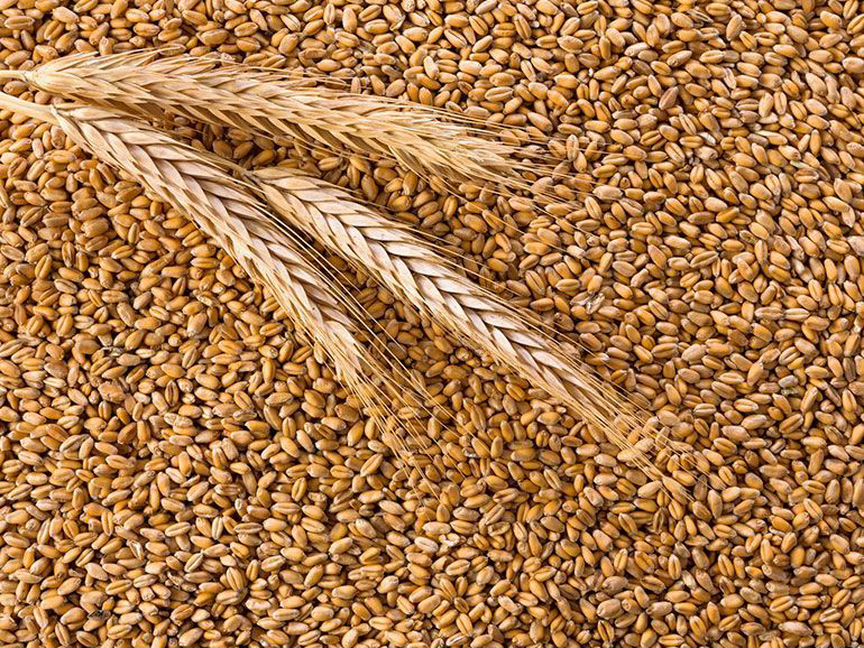 Пшеница фуражная оптом