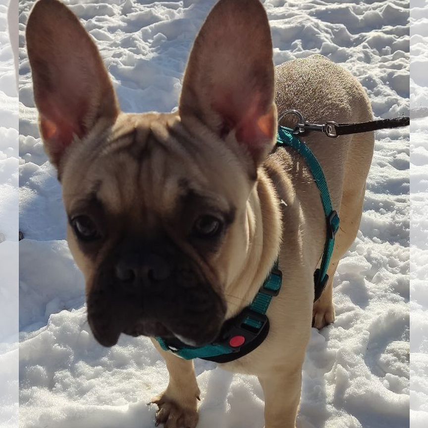 Французский бульдог