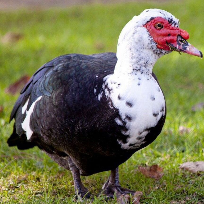 Мускусные утки, индоутки