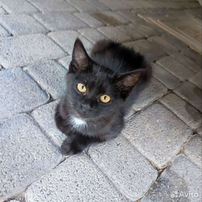 Кошка в дар бесплатно Отдадим в хорошие руки