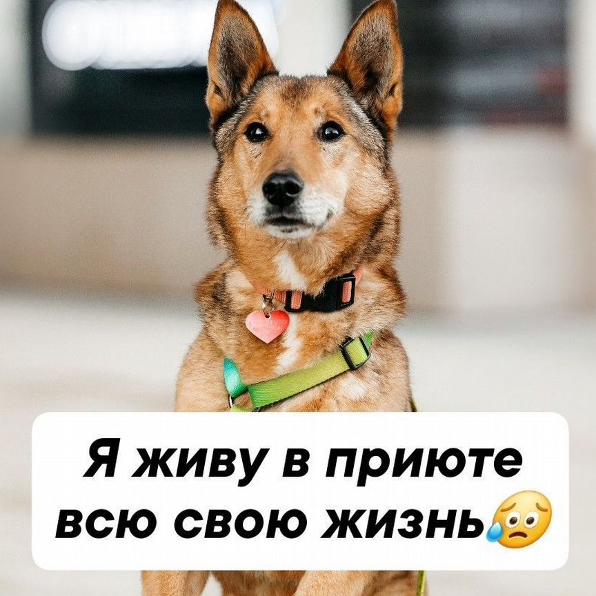 Взрослая собака в добрые руки