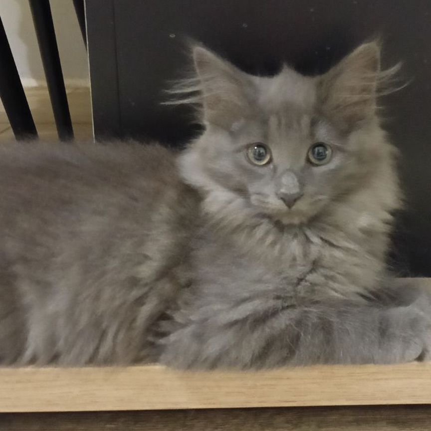 Мейн-кун котёнок