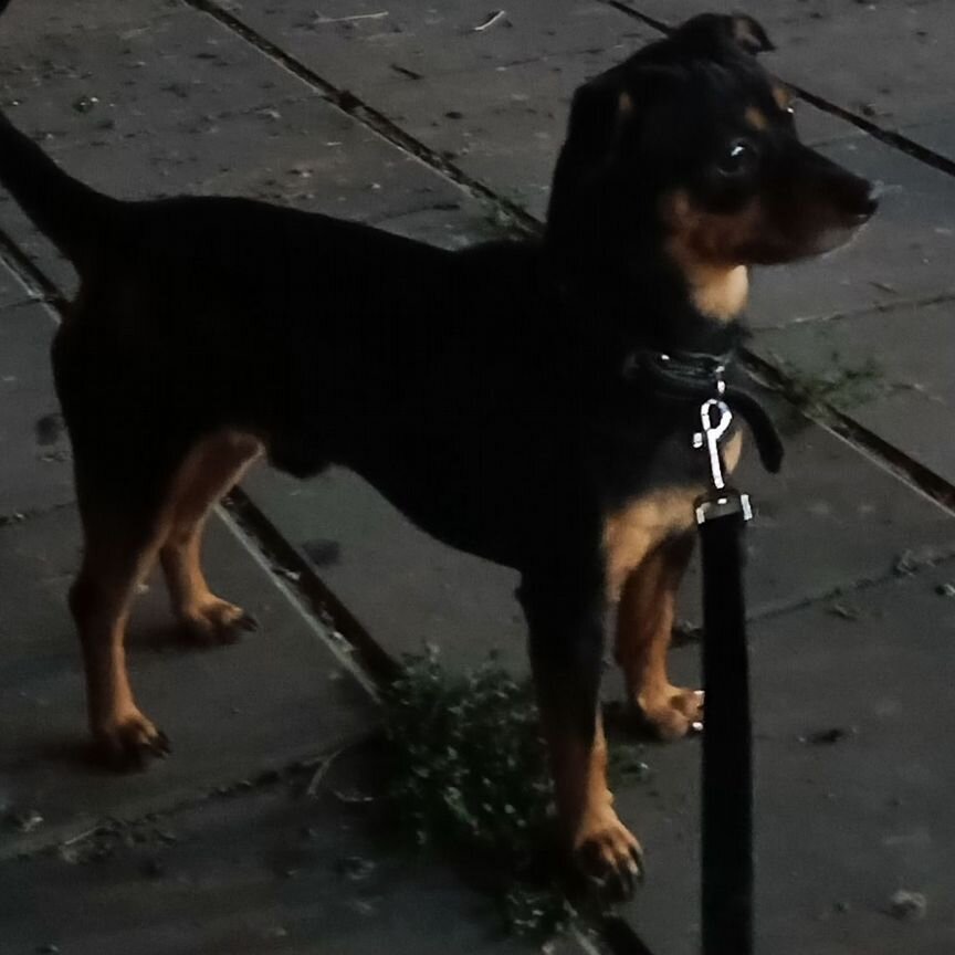 Немецкий ягдтерьер