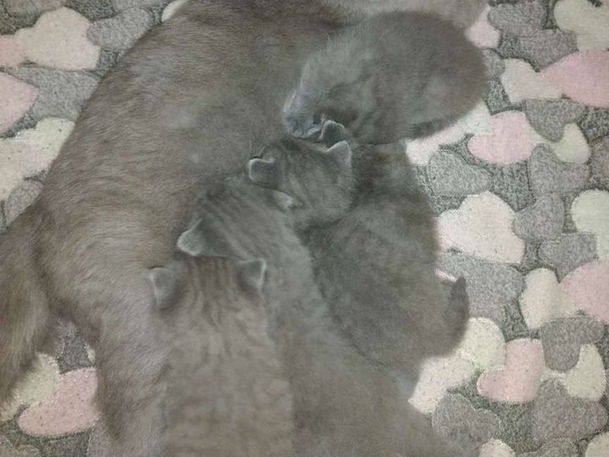 Шотландские котята