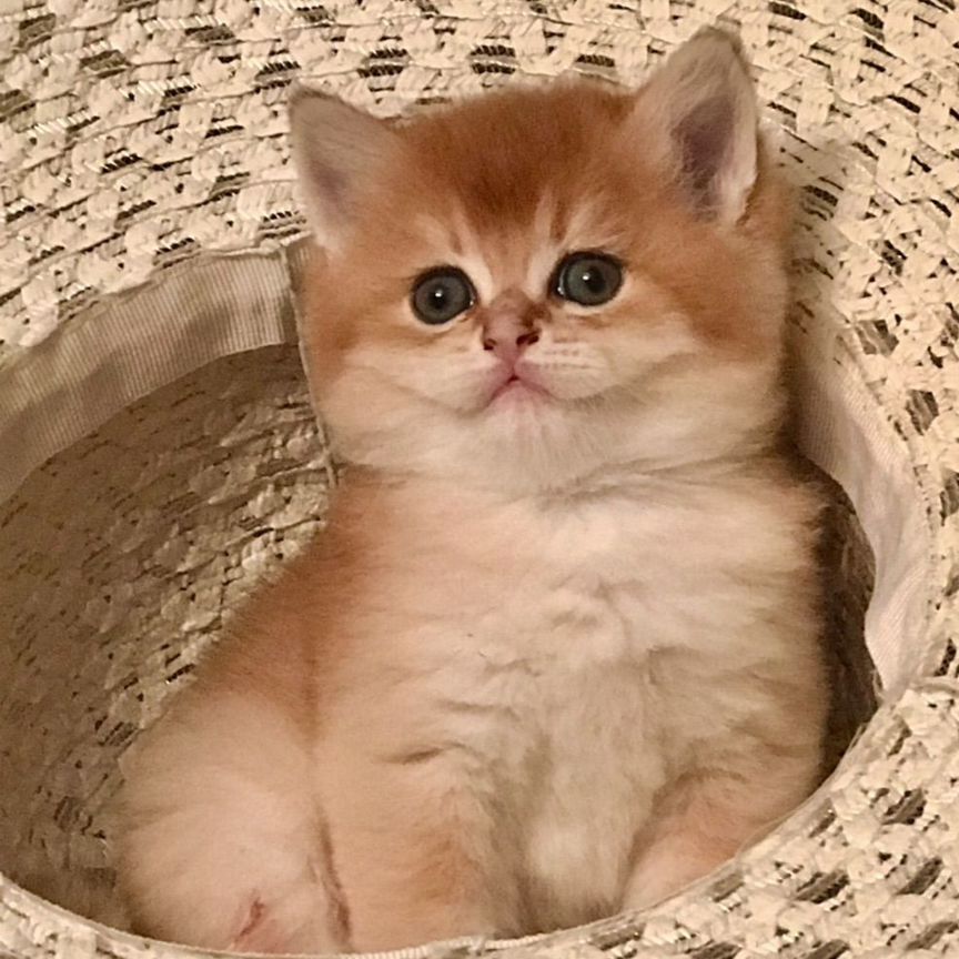 Британский мальчик
