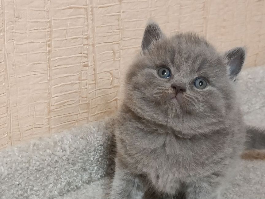 Британские котята