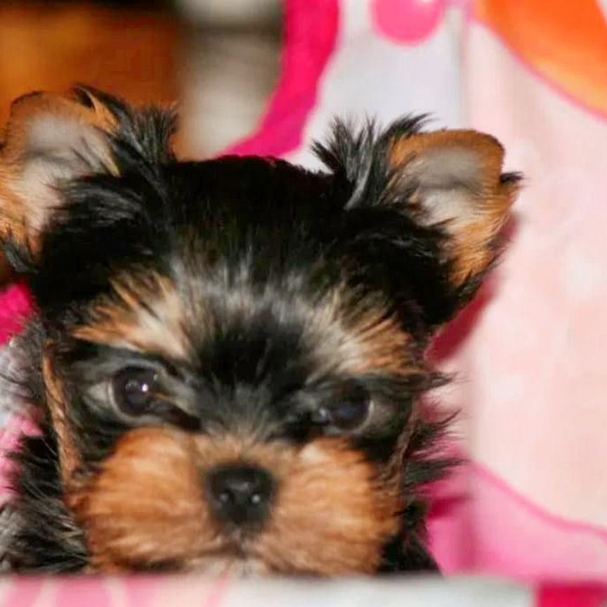 Йоркширский терьер