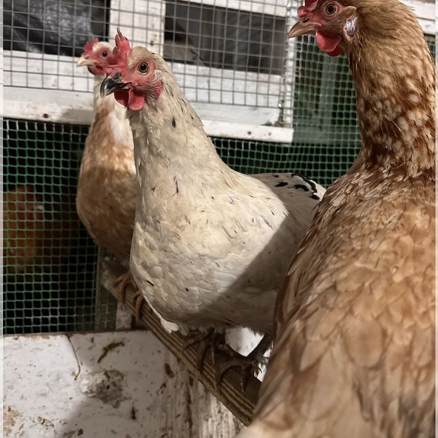 Семья 4 курицы и петух доминанты