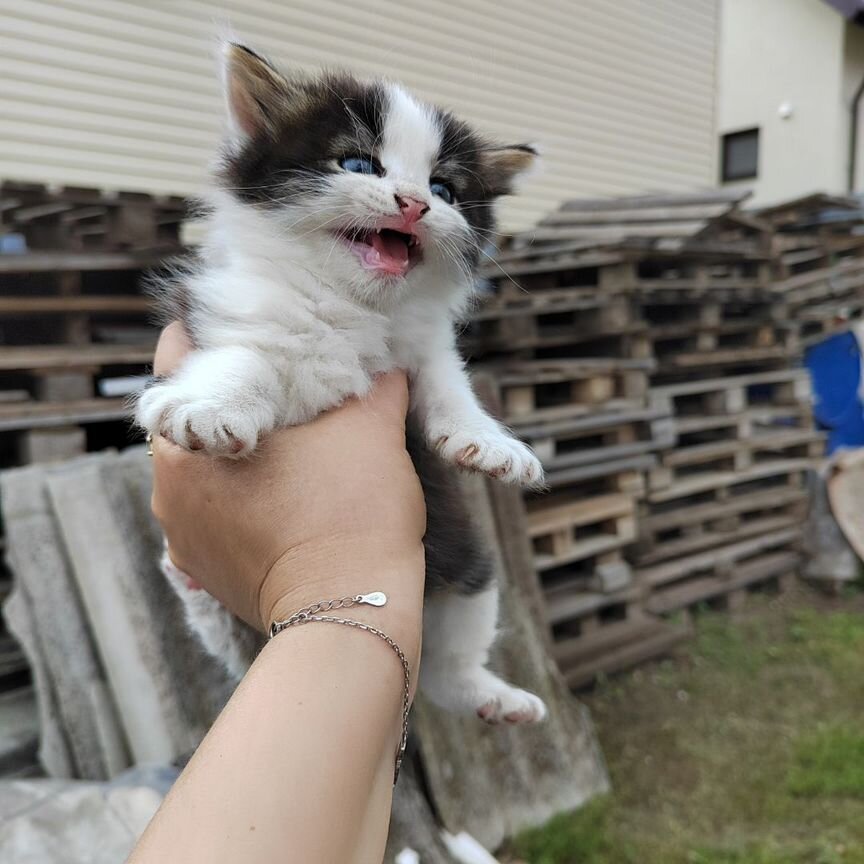 Котенок в добрые руки